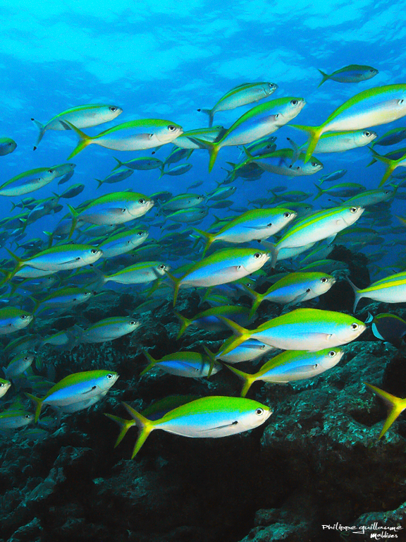 Yellowback Fusilier (Marine Biodiversity in the Gulf of Thailand ...