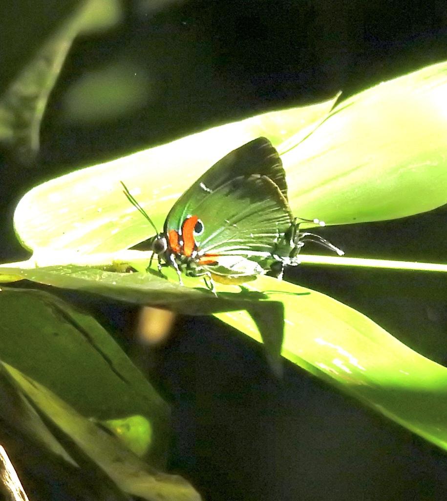 Atlides inachus from Inírida, Guainia, Colombia on December 10, 2021 at ...