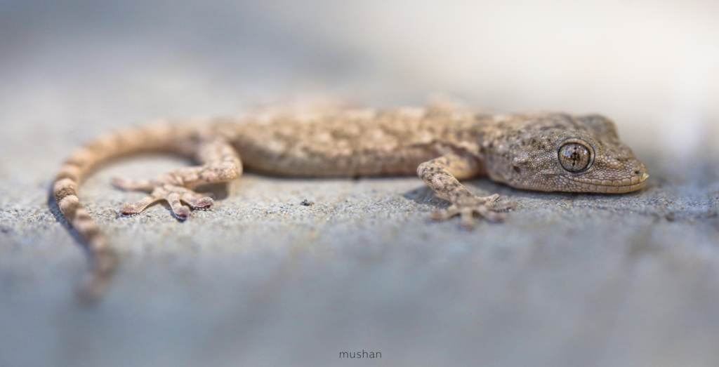 Peking Gecko in April 2023 by Mushan Guan · iNaturalist