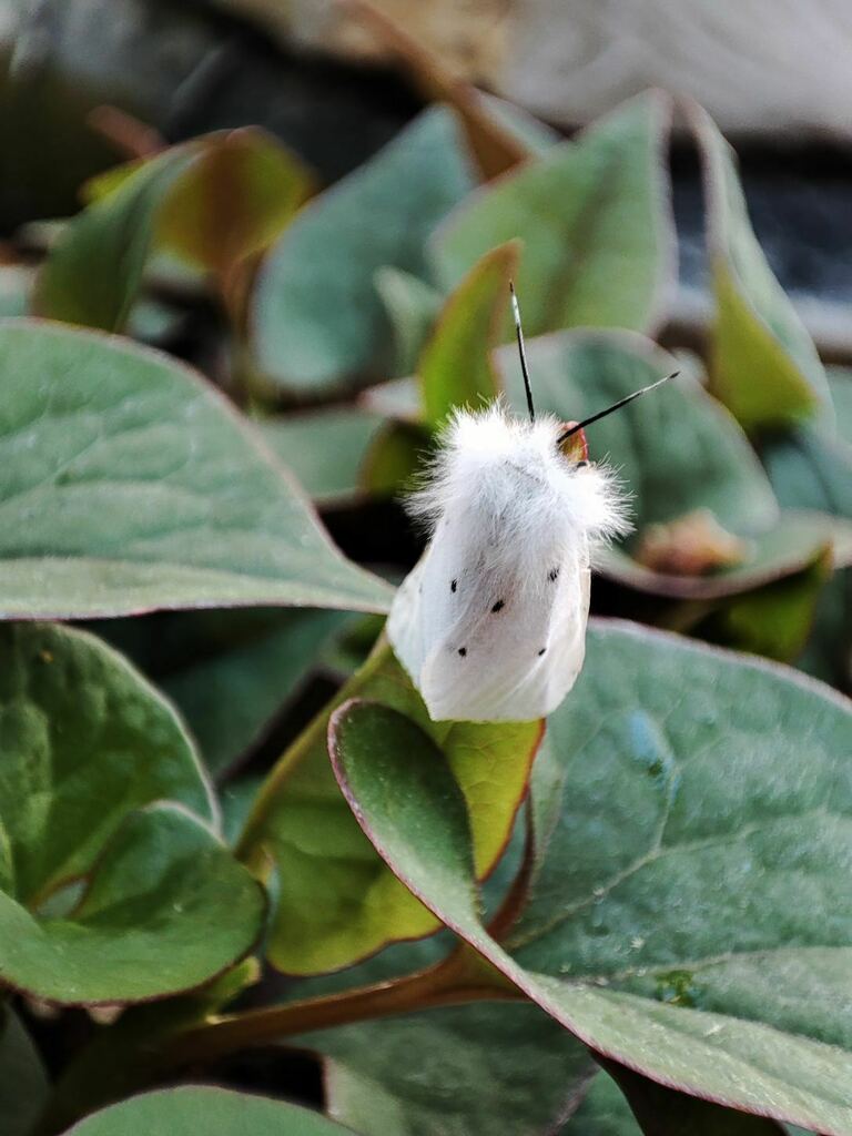 Muslin Moth from 34190 Ganges, France on April 15, 2023 by laurine ...