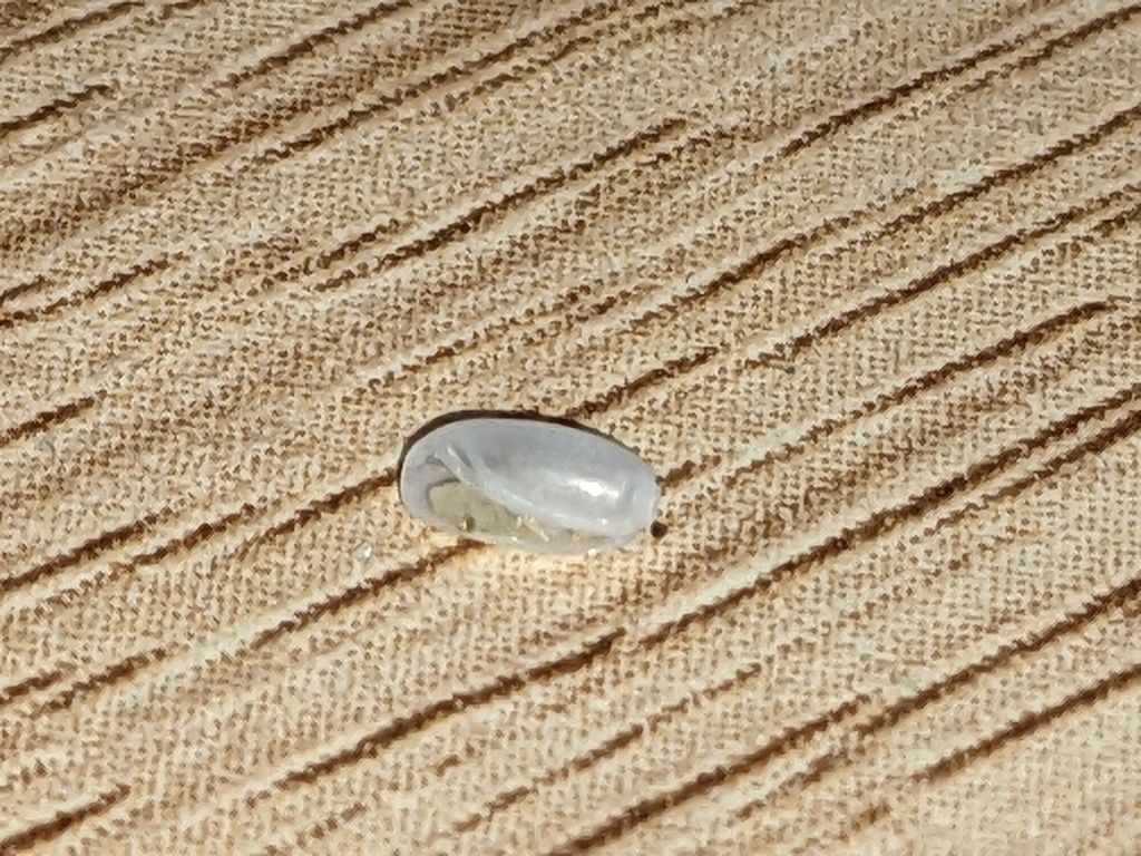 Acteocina apicina from Currumbin Valley QLD 4223, Australia on April 13, 2023 at 07:06 PM by ...