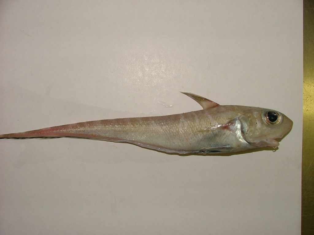 Oblique banded rattail from Auckland Islands - Motu Maha Marine Reserve ...