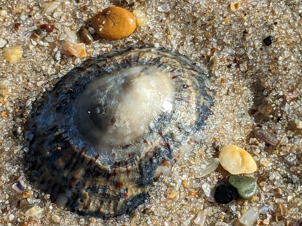 Variegated limpet from Hastings Point NSW 2489, Australia on April 14 ...
