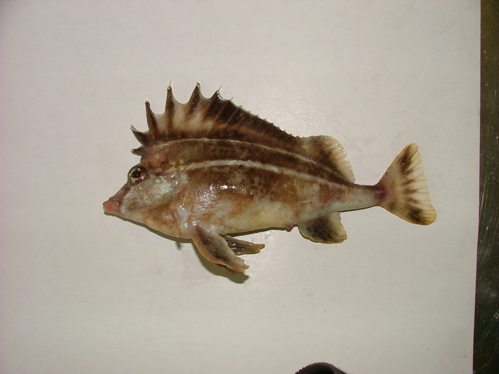 Southern Pigfish on January 1, 2003 at 12:00 AM by Lloyd Esler ...