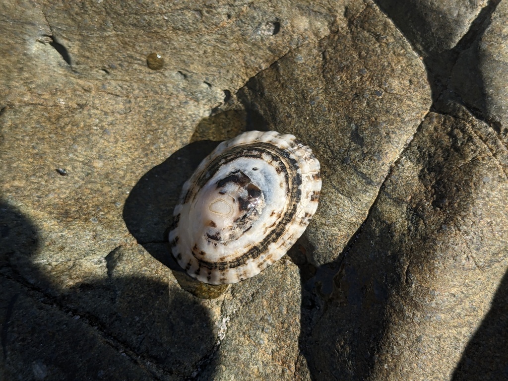 Scutellastra peronii from Hastings Point NSW 2489, Australia on April ...