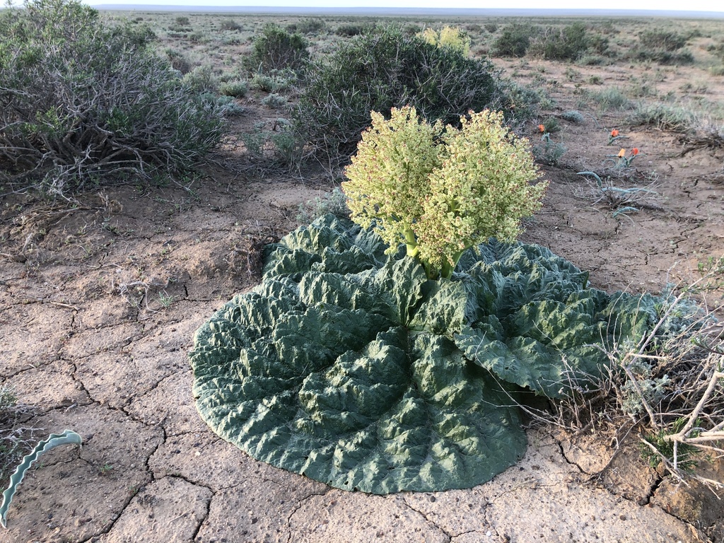 Rheum tataricum from Shymkent Qalasy, KZ on April 15, 2023 at 07:46 AM ...