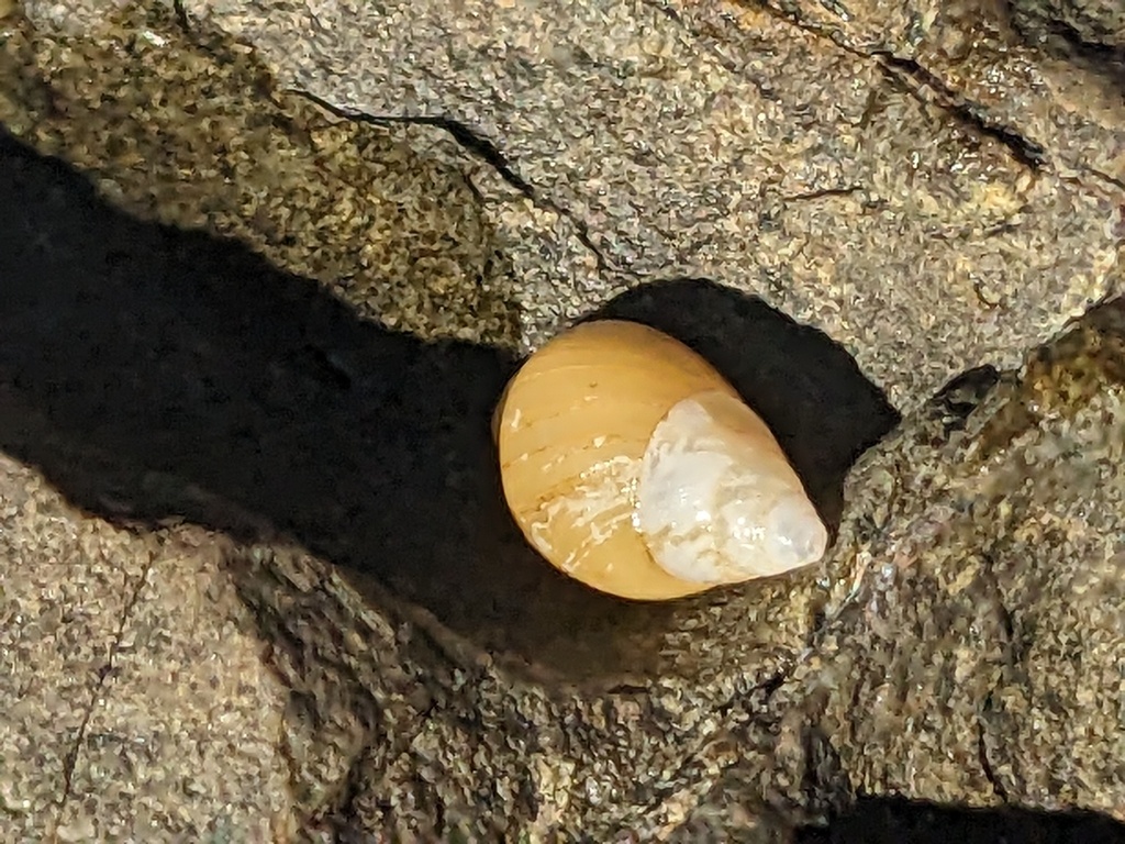 yellow-coated clusterwink from Hastings Point NSW 2489, Australia on ...