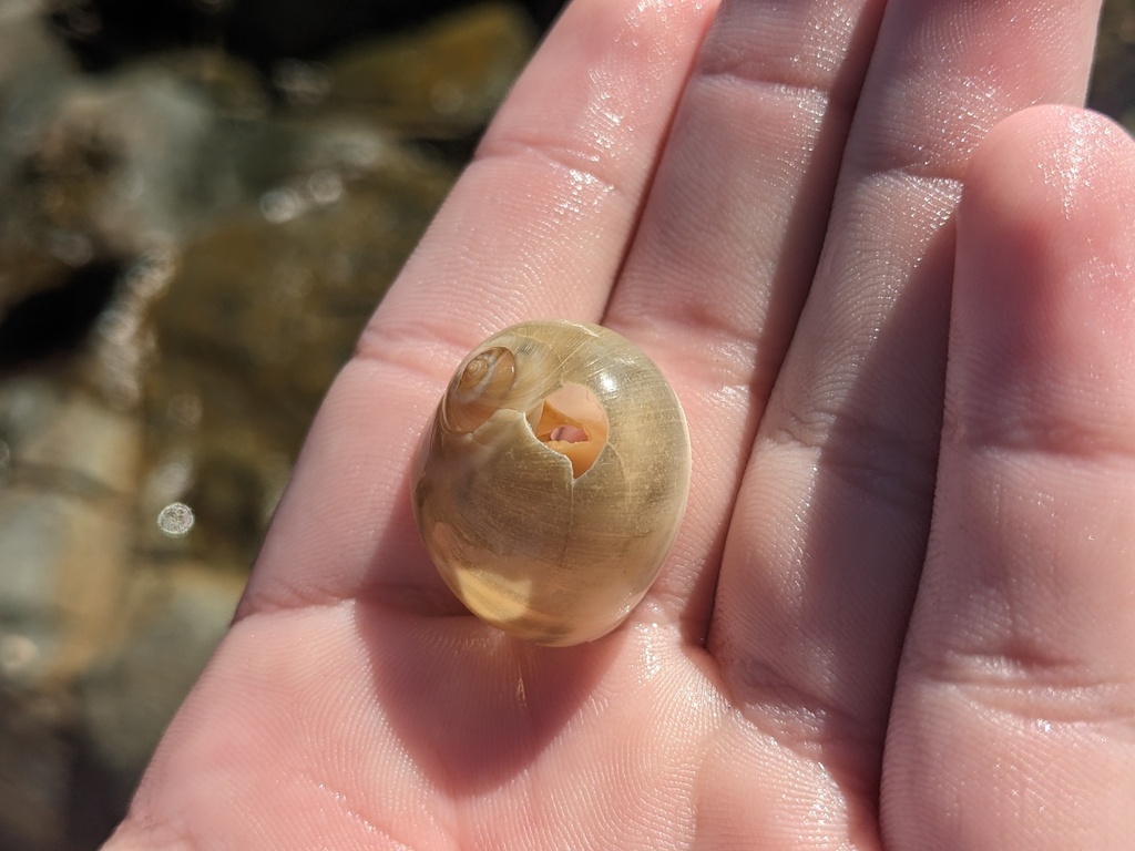 Bladder Moon Snail from New South Wales, Australia on April 14, 2023 at ...