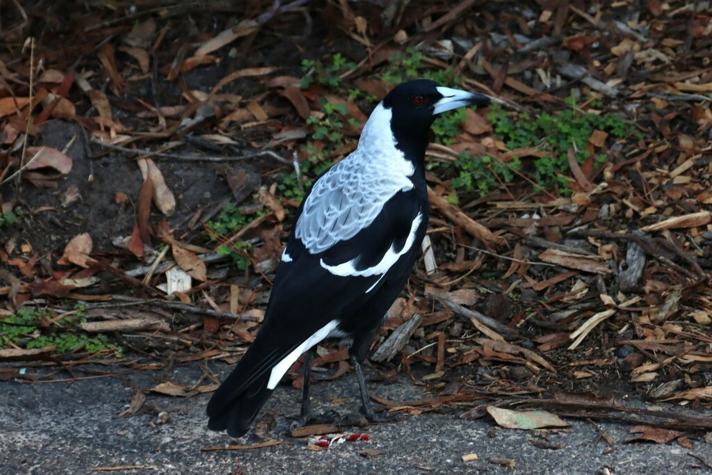 Australian Magpie from Melbourne VIC, Australia on April 02, 2023 at 04 ...