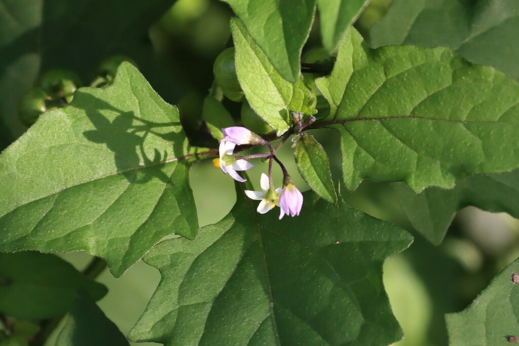 black nightshade from Melbourne VIC, Australia on April 02, 2023 at 04: ...