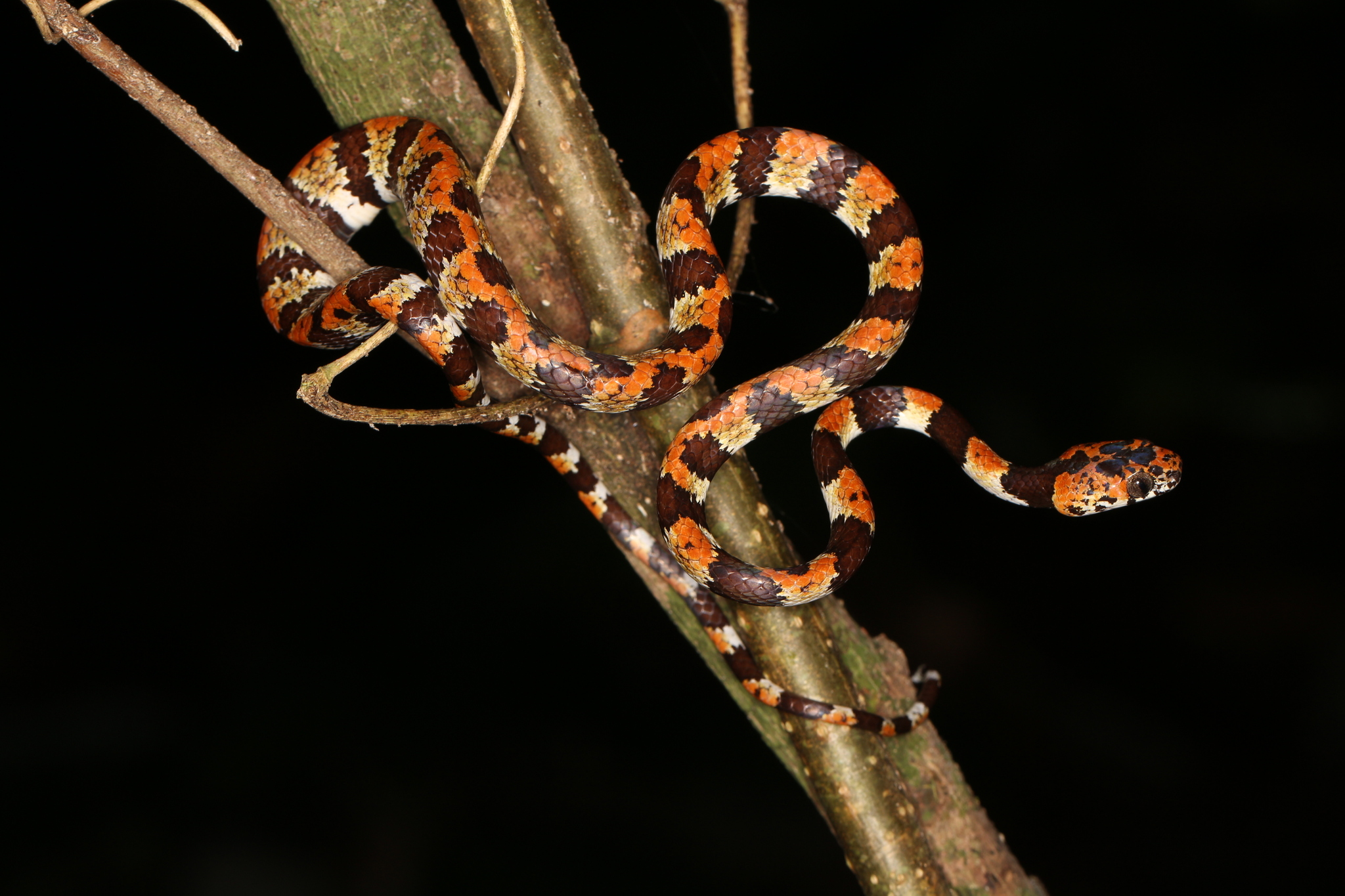 Sibon dimidiatus (Günther, 1872)