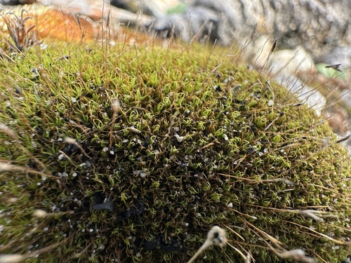 Musgo (Trichostomum eckelianum)
