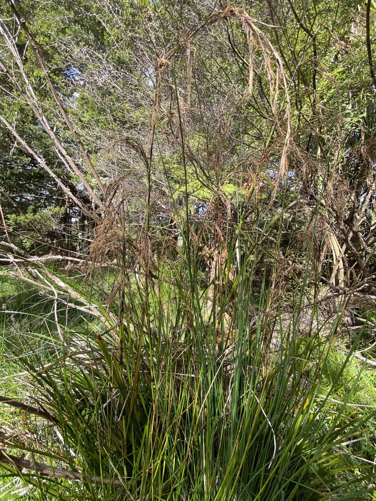 Giant cutty grass from North Island, Wellsford, Auckland, NZ on April ...