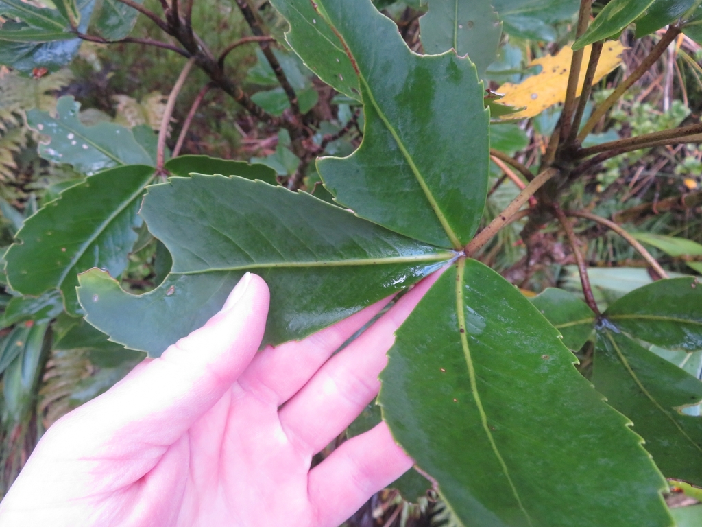 Mountain Five Finger from 9679, New Zealand on April 11, 2023 at 10:49 ...