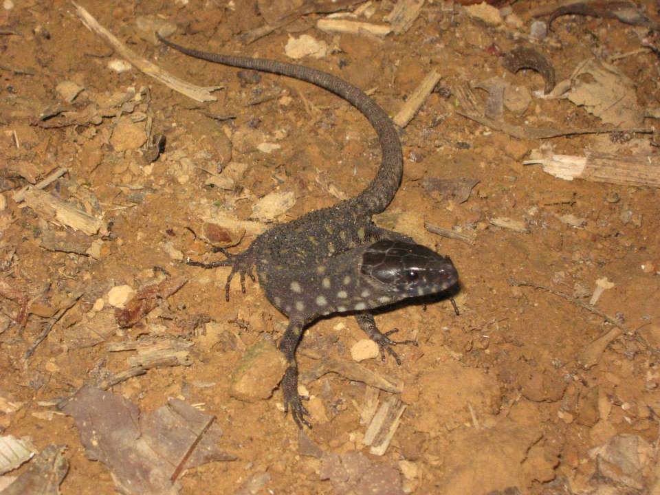 Lepidophyma reticulatum Taylor, 1955