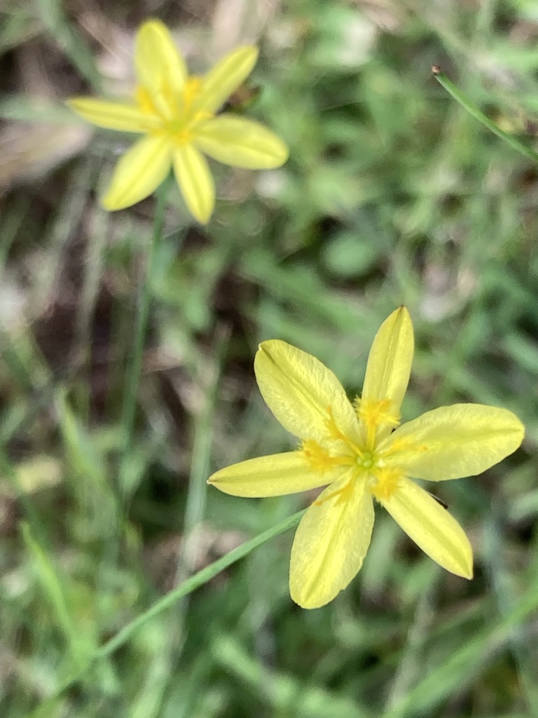 yellow rush-lily from Burraneer Rd, Coomba Park, NSW, AU on April 17 ...