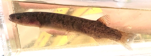 Neochanna rekohua · NaturaLista Colombia