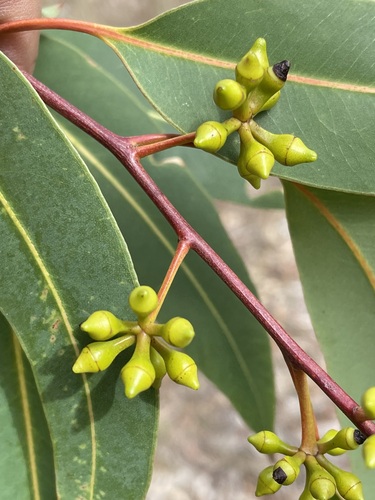 Grey Gum (Eucalyptus grisea) · iNaturalist United Kingdom