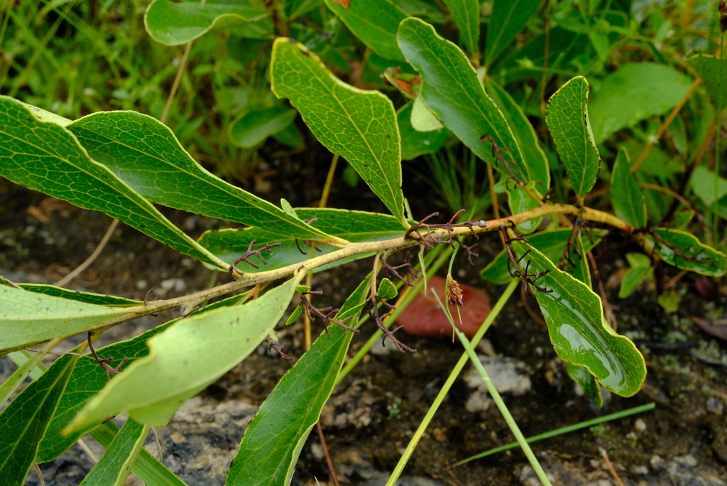 Blue Gwarrie from cr1 on April 1, 2023 at 10:18 AM by Nick Helme ...