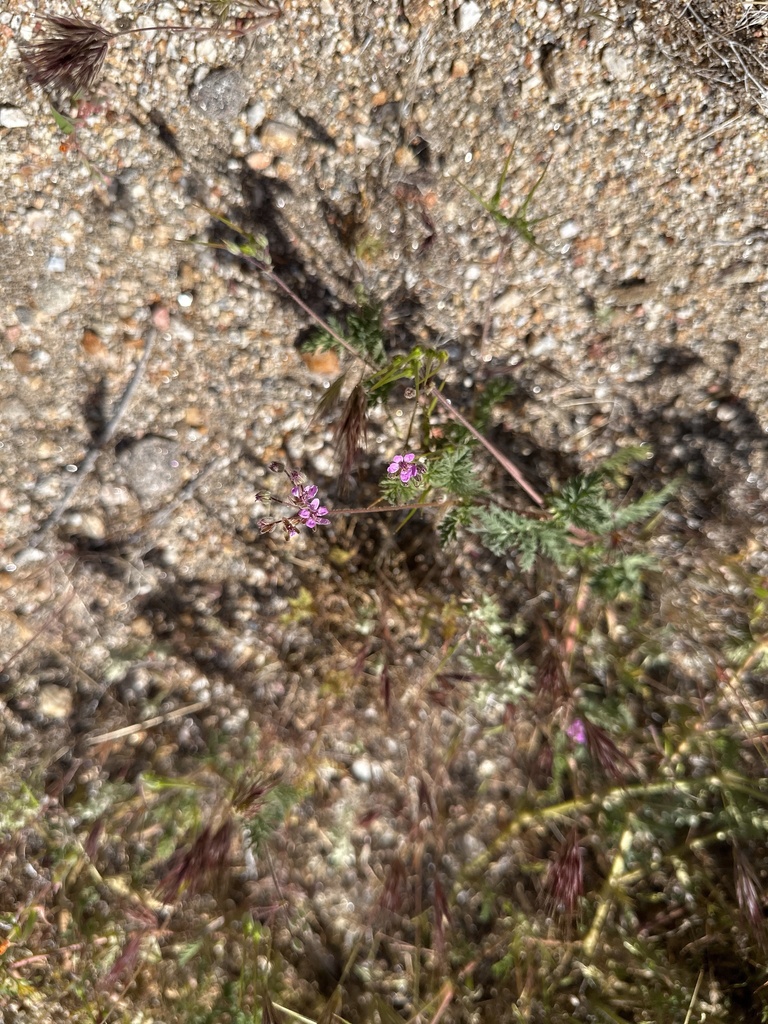 Redstem Stork's-bill from Anza-Borrego Desert State Park, Julian, CA ...