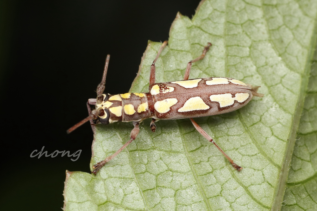 Olenecamptus from 中国海南省乐东黎族自治县 on April 5, 2023 at 05:34 PM by 虫虫 ...