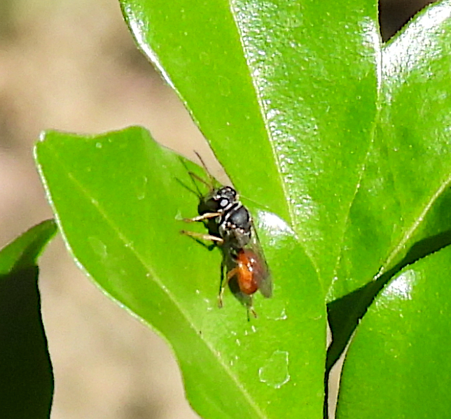 Littler's Masked Bee in April 2023 by cirolana · iNaturalist