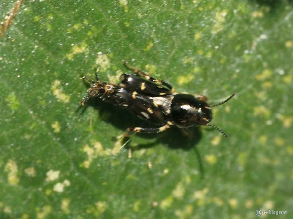 Xya japonica from 香港船灣 on April 16, 2023 at 10:42 AM by wklegend ...