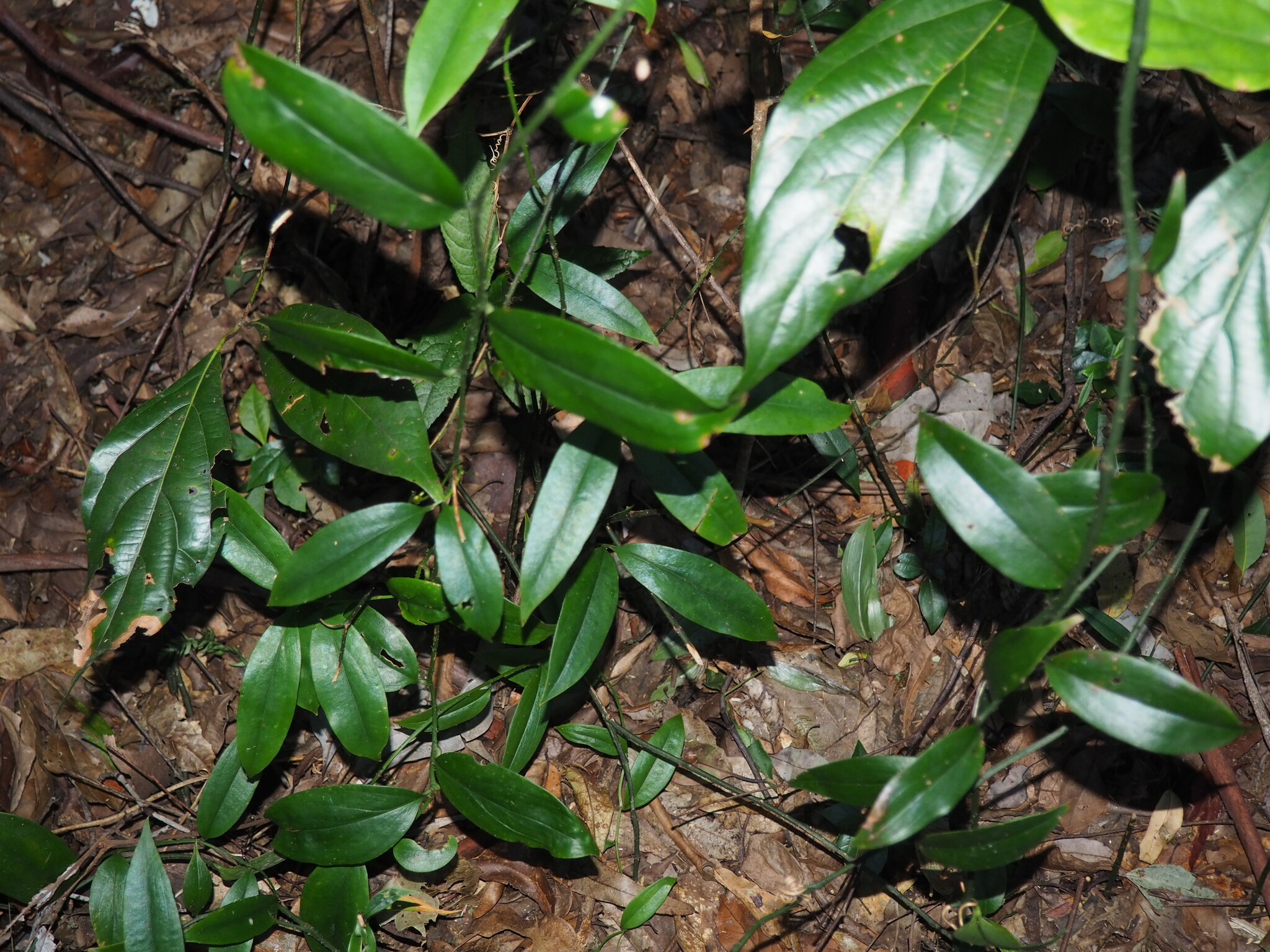 Petermanniaceae