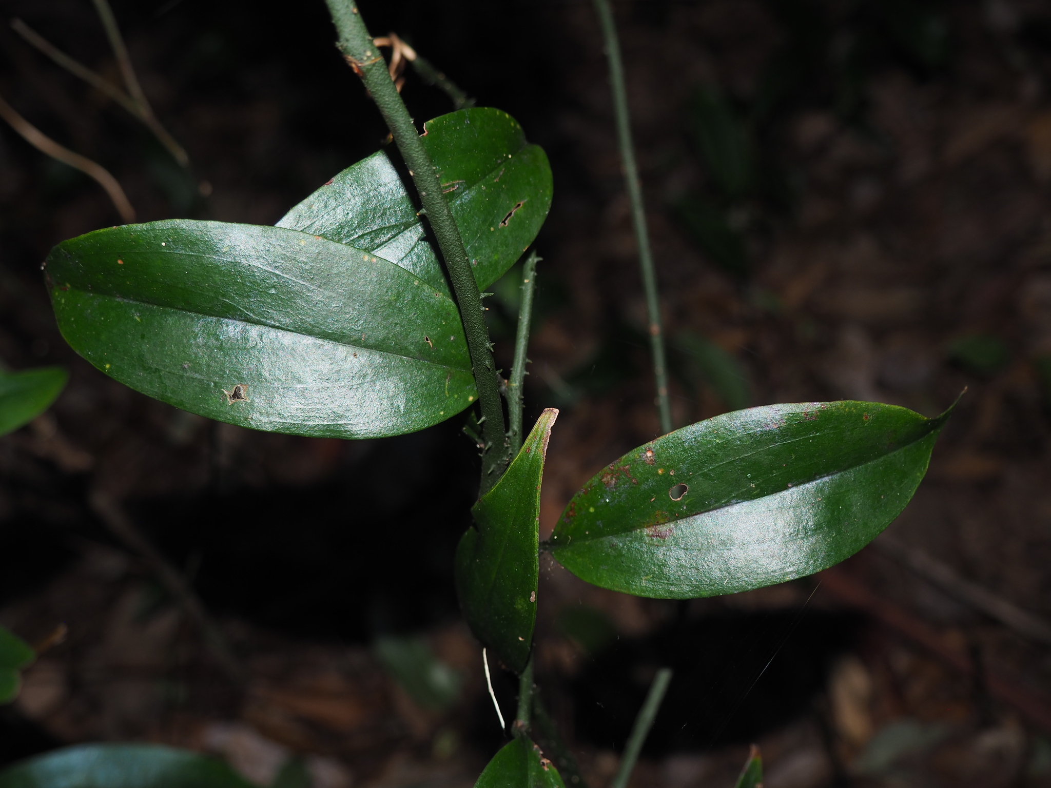 Petermanniaceae
