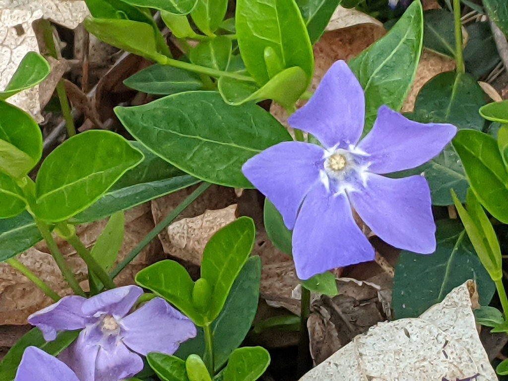 lesser periwinkle from Pierceton, IN 46562, USA on April 16, 2023 at 08:40 AM by Paul McAfee ...