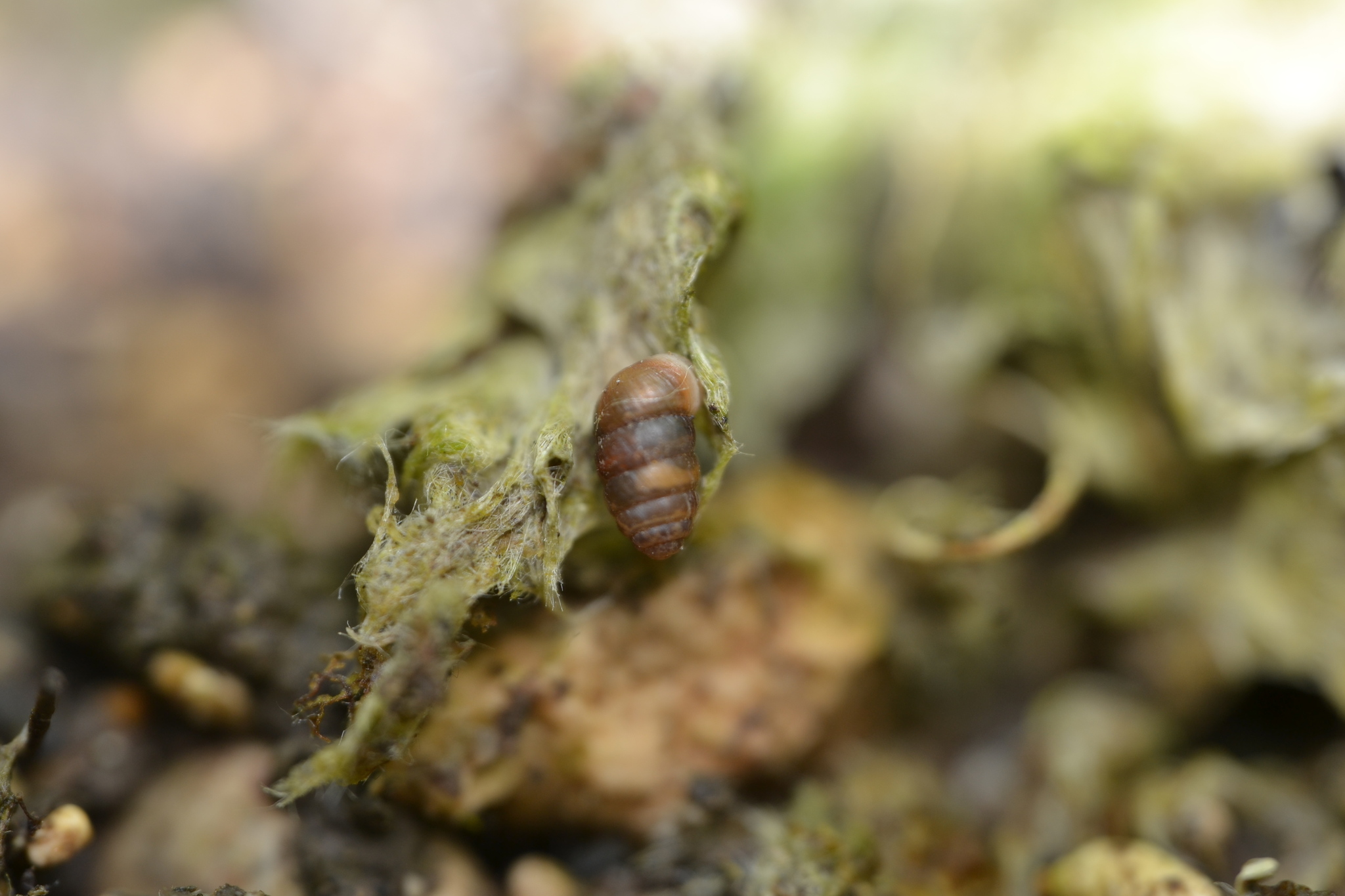 Pupilla muscorum (Linnaeus, 1758)