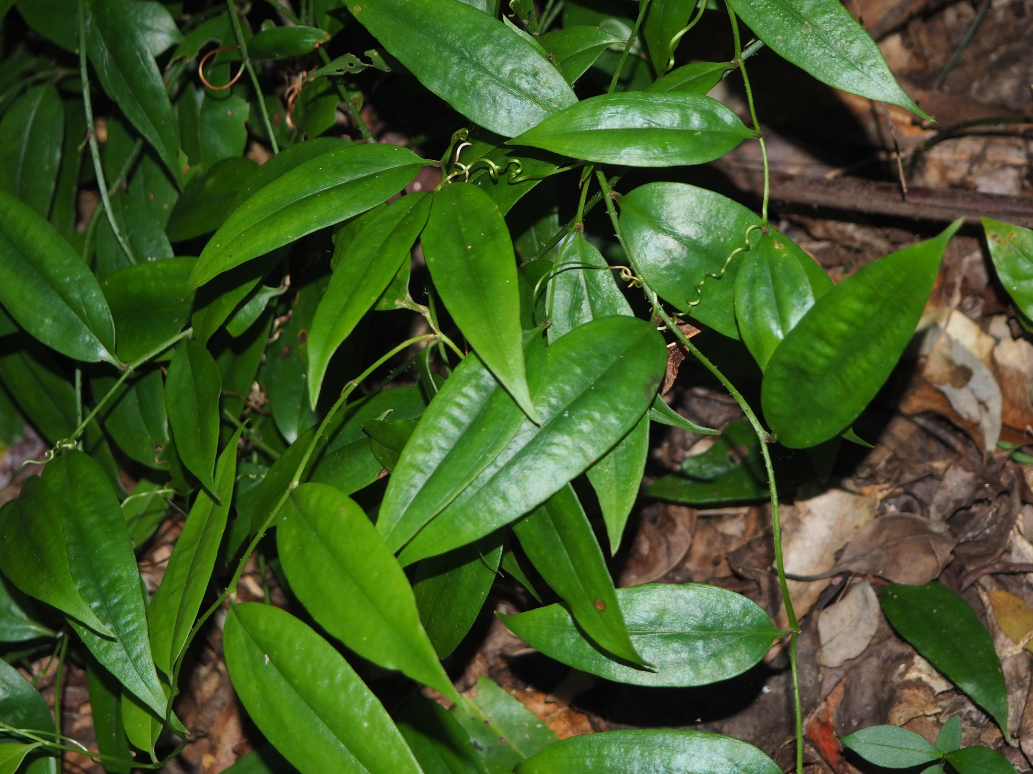 Petermanniaceae