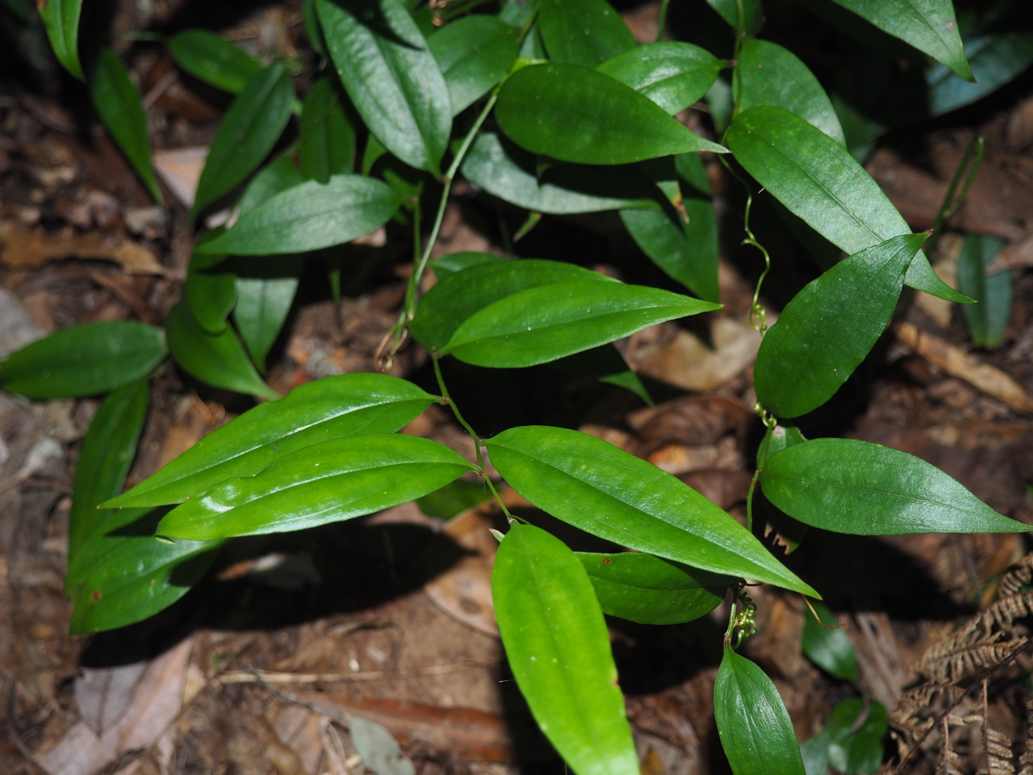 Petermanniaceae