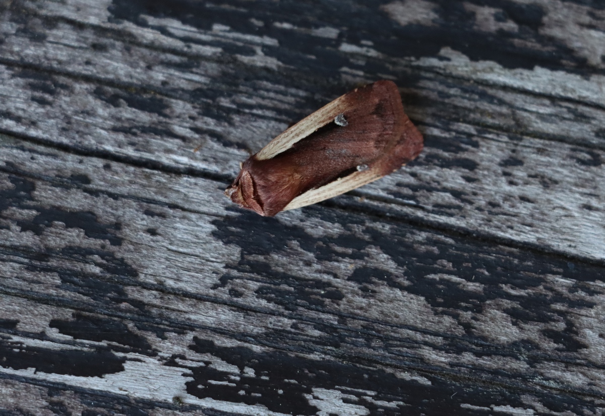 Ochropleura plecta Linnaeus, 1761