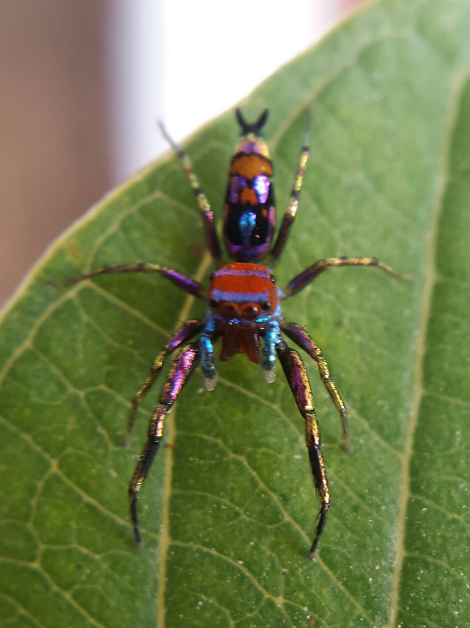 Chrysilla volupe (Karsch, 1879)