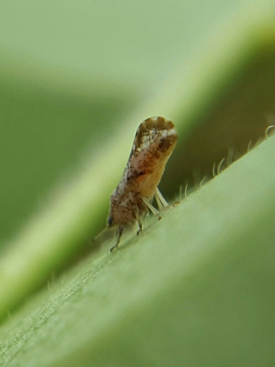 Diaphorina citri Kuwayama, 1908