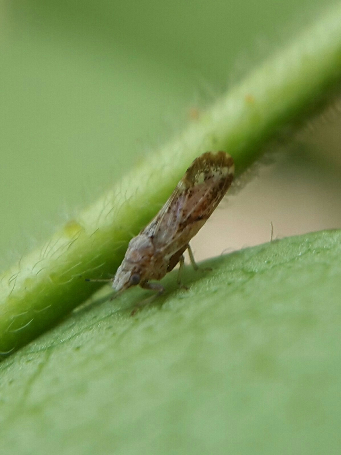 Diaphorina citri Kuwayama, 1908