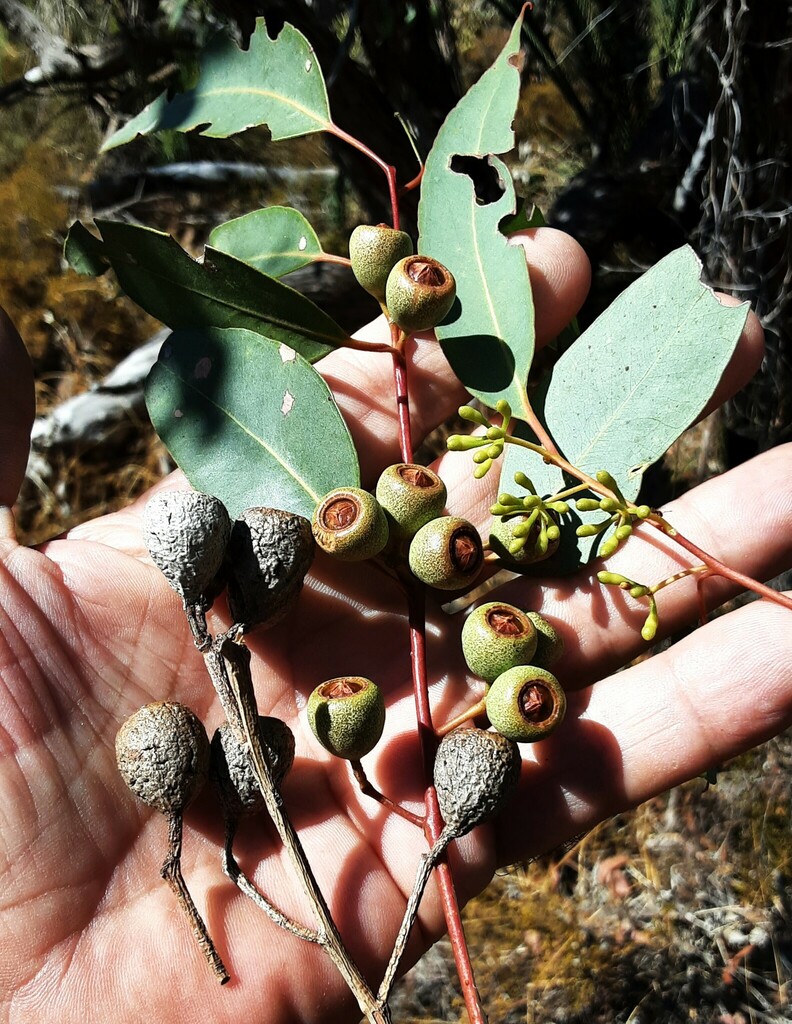 Eucalyptus marginata marginata from Neerabup National Park WA ...