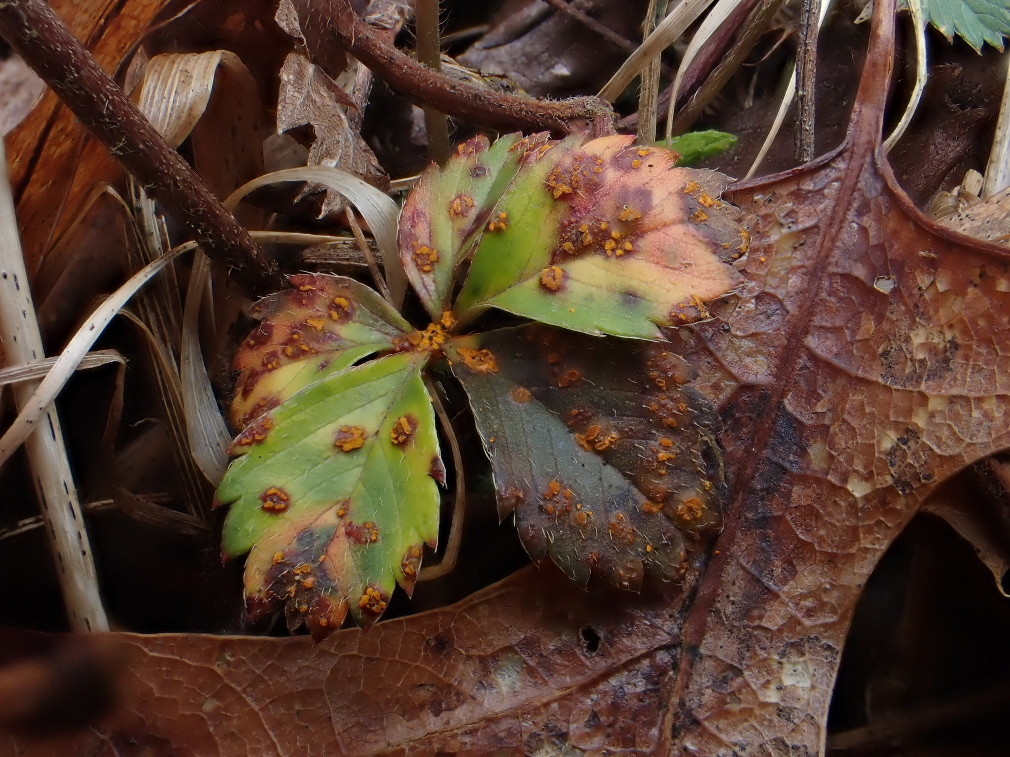 Phragmidium potentillae (Pers.) P.Karst.
