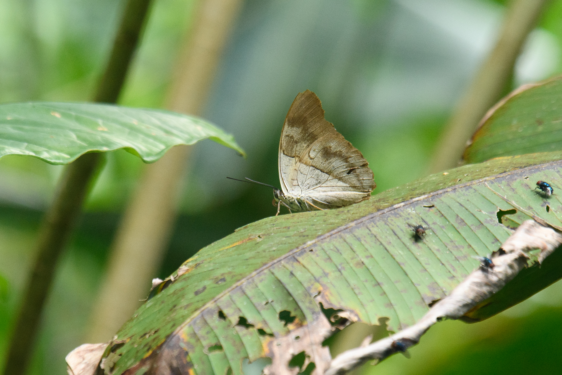 Archaeoprepona amphimachus (Fabricius, 1775)