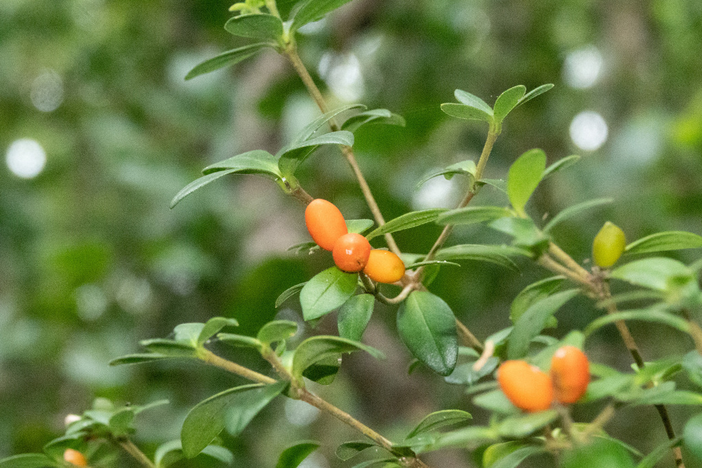 Alyxia gynopogon from Norfolk Island (Mt Pitt), NF on March 02, 2023 at ...