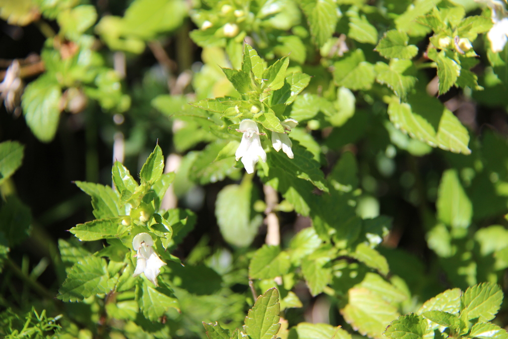 White Hedge-nettle from Crete, Greece on March 30, 2023 at 09:02 AM by ...