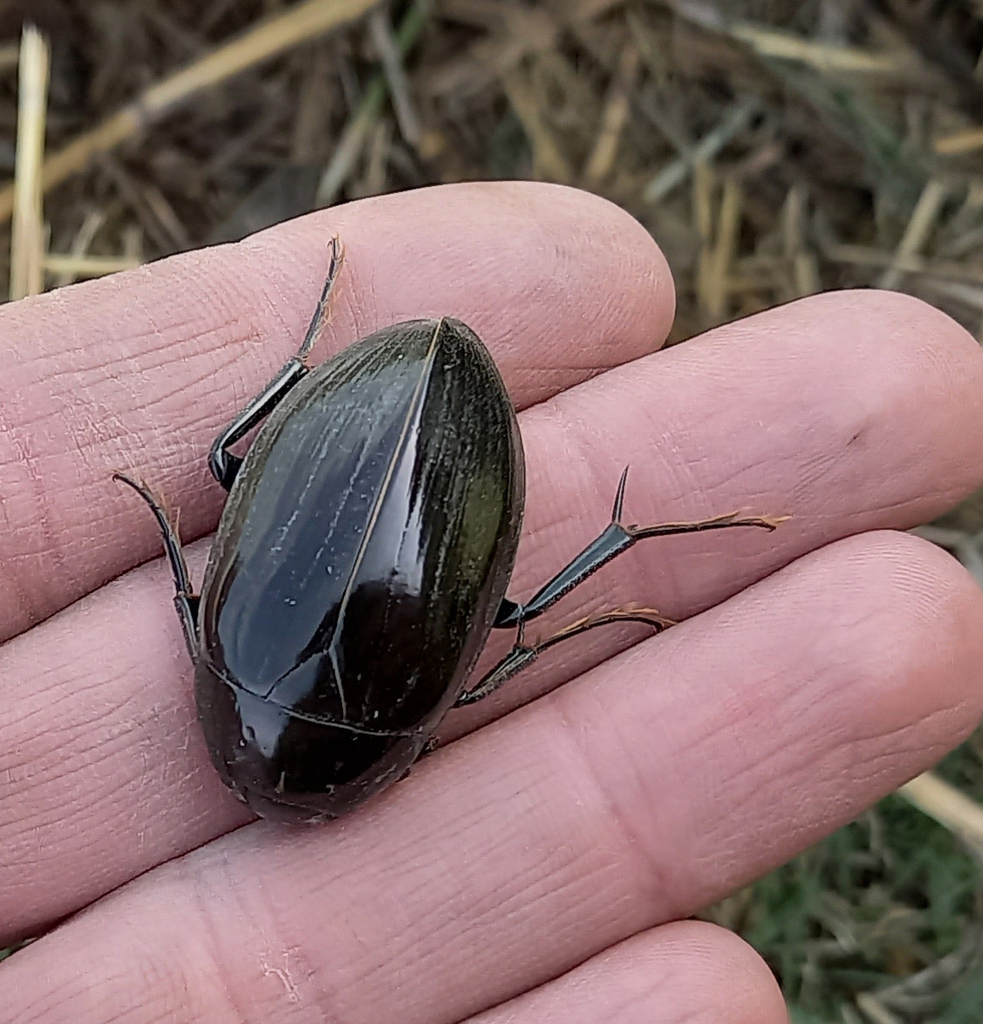 Hydrophilus aterrimus from Урджарский район, 070000, Казахстан on April ...