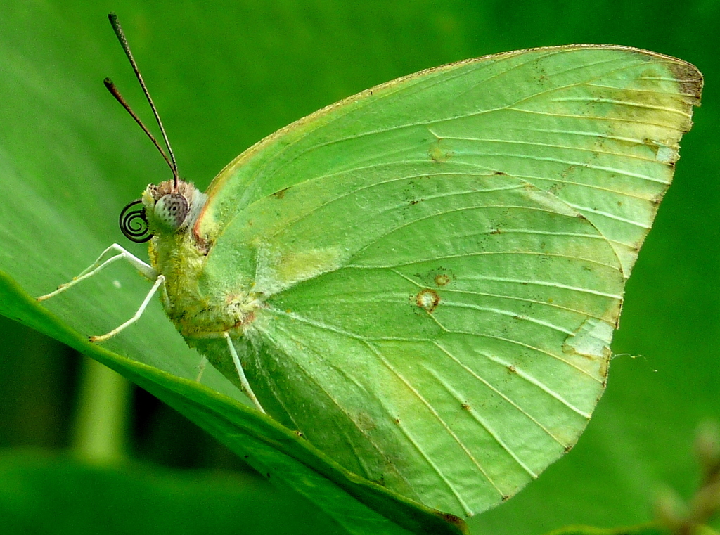 迁粉蝶 Lemon Migrant (版纳植物园的蝴蝶) · iNaturalist