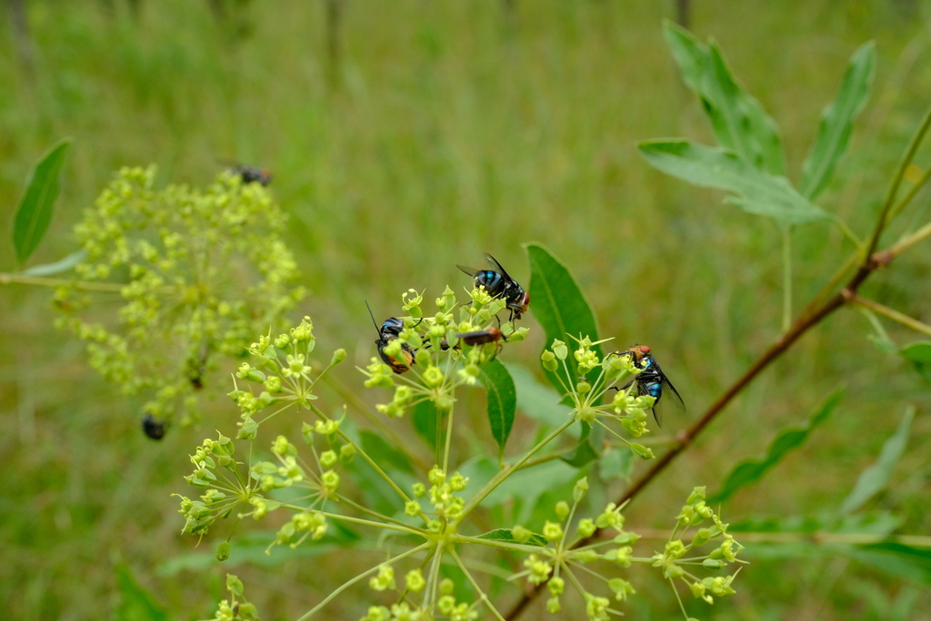 Common Parsleytree from Lavushimanda, Zambia on April 1, 2023 at 01:03 ...