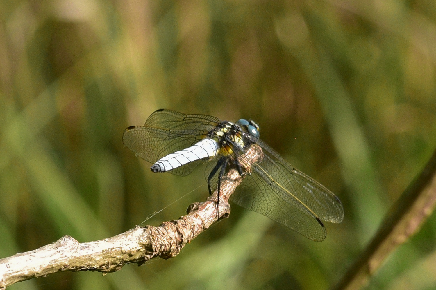 Orthetrum internum