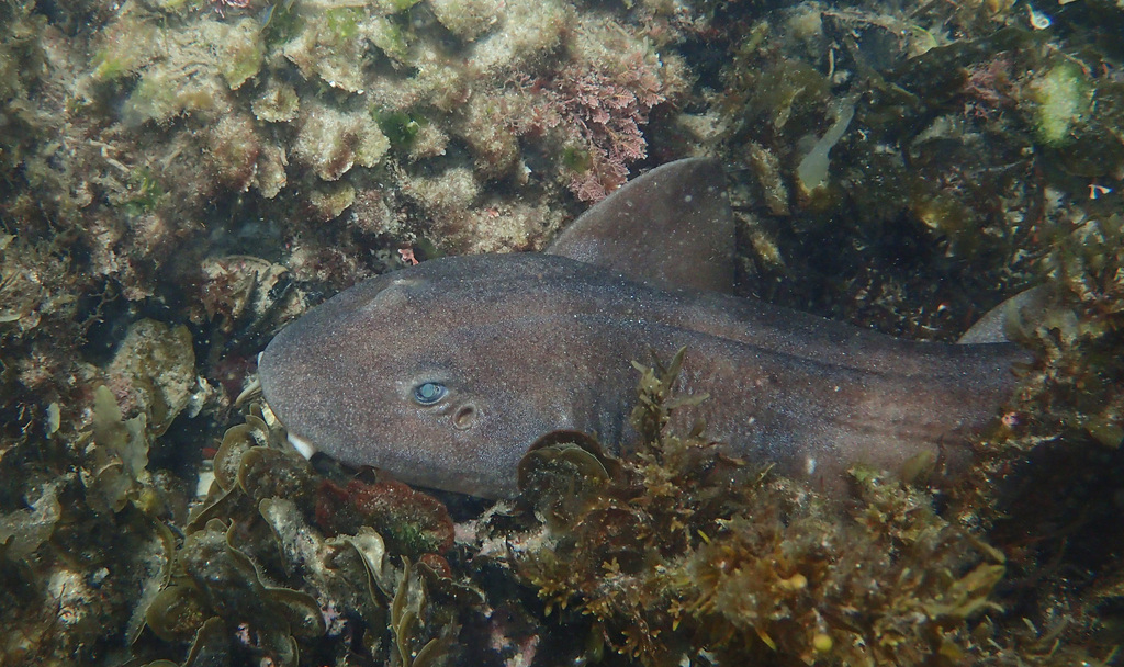 Blind Shark from Orion Beach, New South Wales, Australia on January 15, 2021 at 10:01 PM by ...