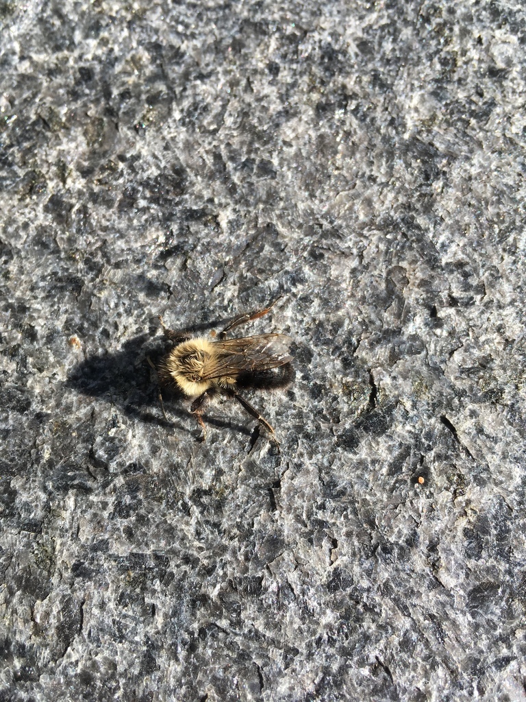 Common Eastern Bumble Bee from University of Wisconsin - Madison ...