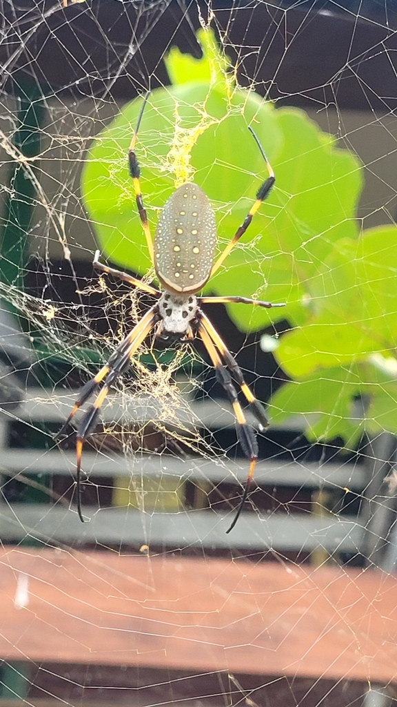 Golden Silk Spider from Utila, Honduras on April 17, 2023 at 07:25 AM ...