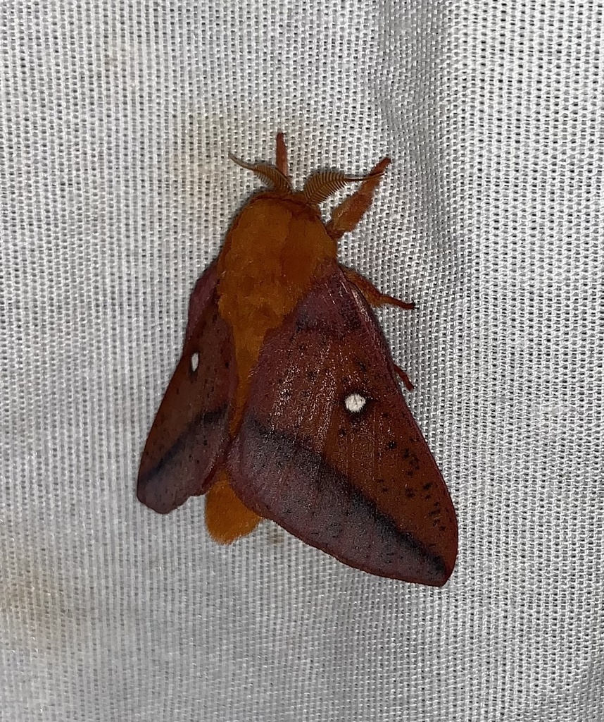 Spiny Oakworm Moth from Scotia Range Rd, Port Matilda, PA, US on June 7 ...